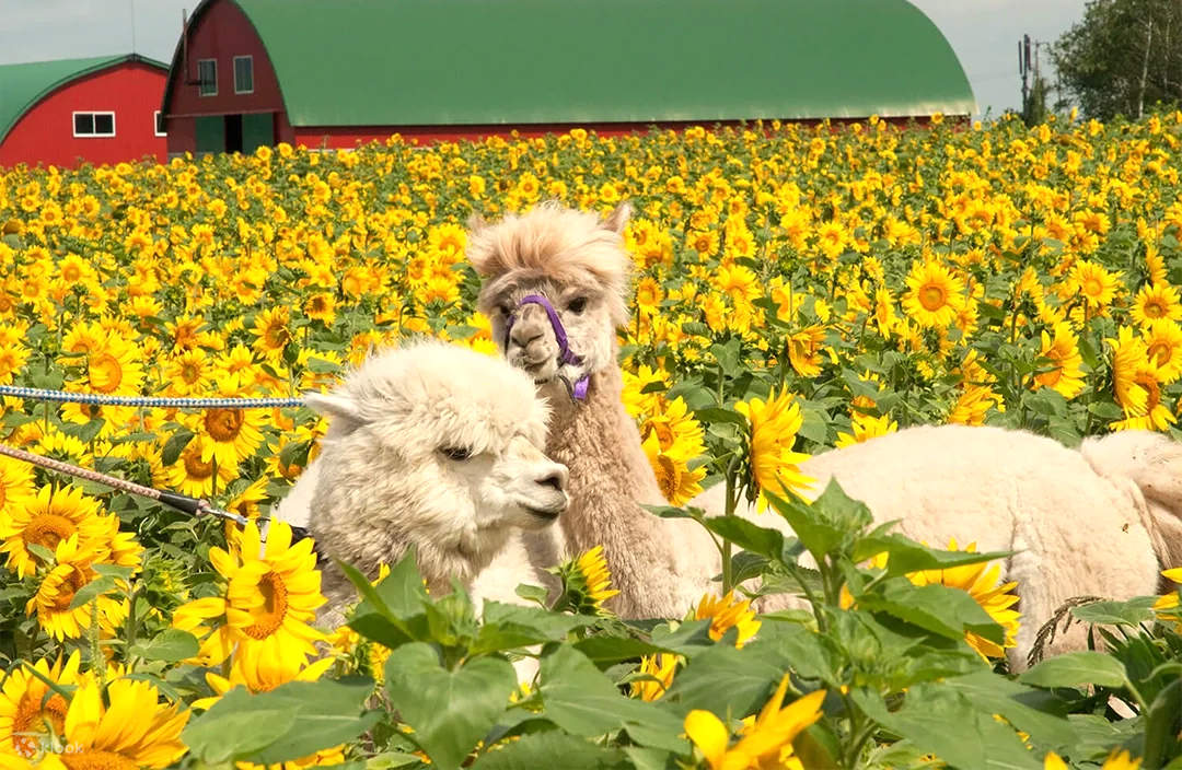 Hokkaido｜Biei Furano & Farm Tomita & Shikisai-no-Oka Day Tour｜Depart ...